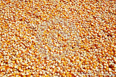 Corn Seed Kernels Texture Royalty-Free Stock Photo | CartoonDealer.com ...