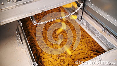 Corn. Corn Seeds Production. Corn Processing Factory. an Enterprise for ...