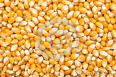 Corn Seeds Background Royalty-Free Stock Photography | CartoonDealer ...