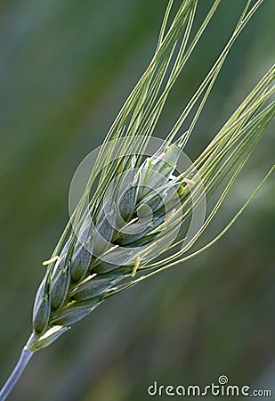 Corn Spike Royalty Free Stock Photography - Image: 6999667