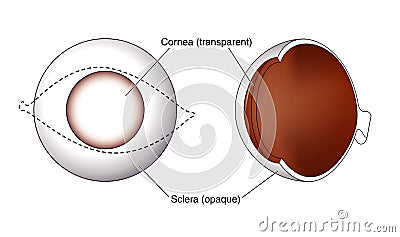 Cornea And Sclera Of The Eye Royalty Free Stock Photo - Image: 13748735