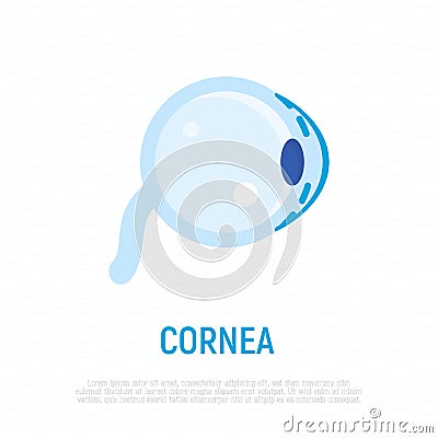 Cornea Thin Line Icon. Structure Of Human Eye. Ophthalmology. Vector ...