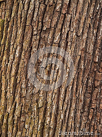 Cortex Texture Stock Photos - Image: 4877033