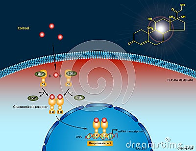 Cortisol Signaling Pathway Royalty-Free Stock Photo | CartoonDealer.com ...