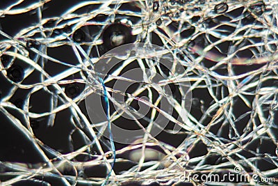 Cotton Fibers Under The Microscope Stock Photo | CartoonDealer.com ...