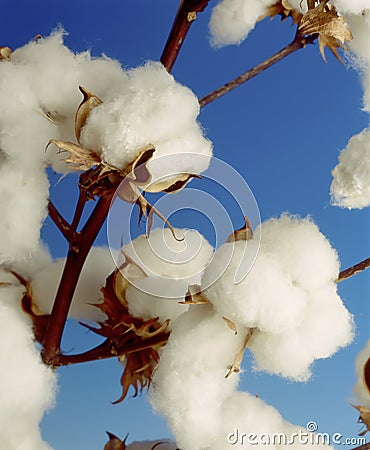 Cotton Plant Royalty Free Stock Photos - Image: 16513478