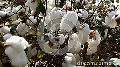 Cotton plants, crane shot stock footage. Video of natural - 258993262