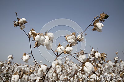 Cotton Stem Royalty Free Stock Photography - Image: 11690117