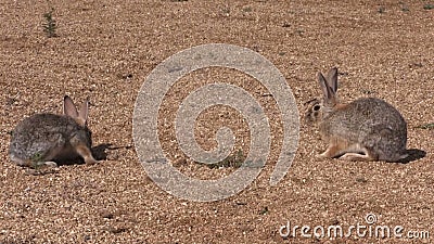 Cottontail Face Off stock video. Video of wildlife, cute - 69371413