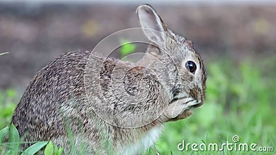 Cottontail Rabbit Cleaning Face in Grass Side Profile Stock Video ...