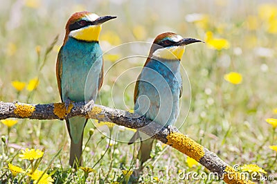 Couple Of Birds Royalty Free Stock Photography - Image: 4862847