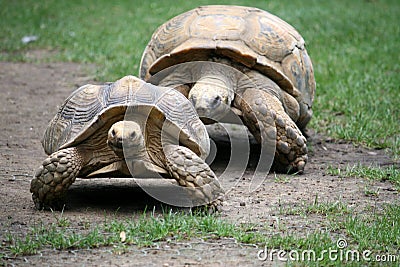 Couple Of Turtles Stock Images - Image: 10925394