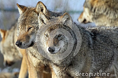 Couple Of Wolves Royalty Free Stock Photo - Image: 25399755