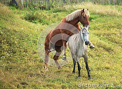 Coupling Horses. Stock Photo - Image: 20775880
