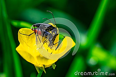 COUPLING INSECTS Stock Photo | CartoonDealer.com #179271648