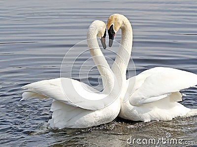 Courtship Dance Of Two Swans Stock Image - Image: 23979811