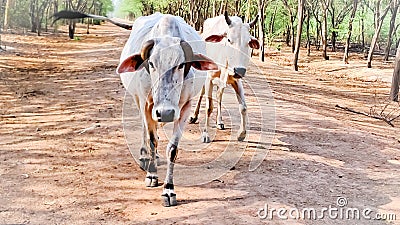 Cow Desi. Indian Desi Cows. Royalty-Free Stock Photography ...