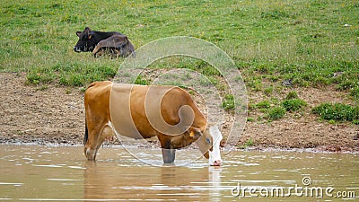 Cow drinking pond stock video. Video of mammal, drinking - 132125317