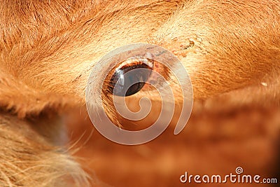 Cow Eye Stock Photos - Image: 4796273