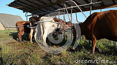 Cow group wait milking stock video footage. Video of fence - 37031606
