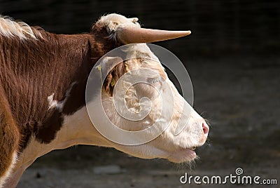 Cow Head Closeup Side Profile Royalty Free Stock Photography - Image ...