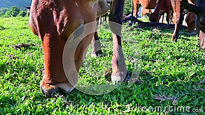 Cow herd eat grass stock video. Video of hong, farm - 258086095