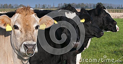 Cow With Nose Piercing Royalty Free Stock Images - Image: 21934959
