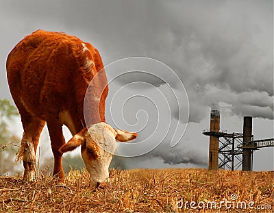 Cow With Pollution Royalty Free Stock Photo - Image: 2086095