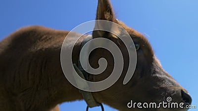 Cow Sniffing the Camera, 4k Stock Video - Video of agricultural, nature ...