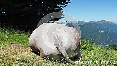 Cow tail movement close-up stock footage. Video of black - 221228032