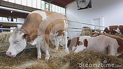 Cows barn farm stock video. Video of video, straw, large - 200885453