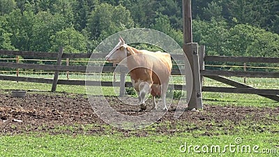 Cows in Corral on Cattle Ranch Stock Video - Video of dairy, herb: 56091685