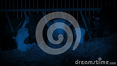 Cows Feeding in Farm Shed in the Dark Stock Footage - Video of cattle ...