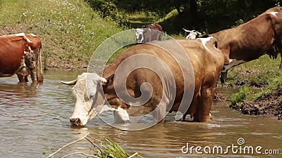 Cows on River. Cows Drinking in the Water of River Stock Footage ...