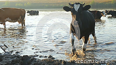 Cows on River. Cows Drinking in the Water of River. Cows Drink Water ...