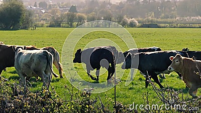 Cows Running in Sunny Field Stock Video - Video of cattle, beef: 53551447