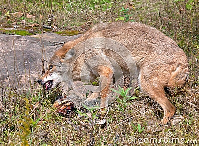 Coyote Protecting Kill Royalty Free Stock Photography - Image: 21377567