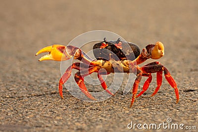Crab Running Across Road Stock Photo - Image: 14126190