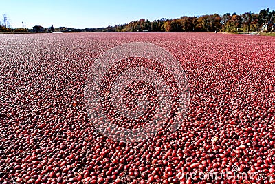 Cranberries In Flooded Cranberry Bog In New Jersey Stock Image - Image ...