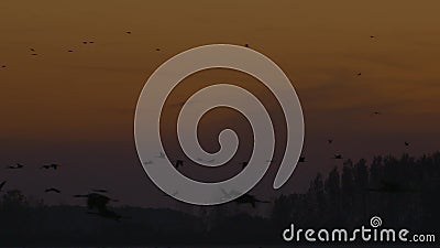 Cranes in Flight, Birds, Fly, Flying, Slow Motion Image Stock Video ...