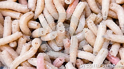 Crawling Maggots Close Up stock video. Video of fishing - 143177189