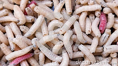 Crawling Maggots Close Up stock footage. Video of nature - 143324496