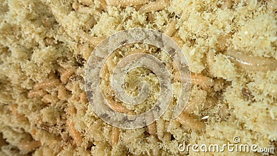 Crawling Maggots in Sawdust, Background Stock Video - Video of angler ...