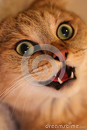 Crazy Cat Royalty Free Stock Photo - Image: 1370695