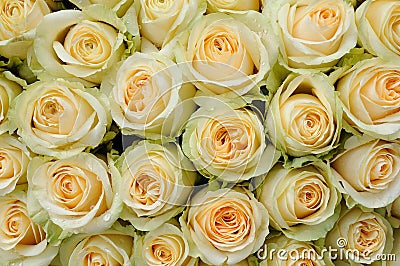 Cream-colored Roses Stock Photos - Image: 25736263