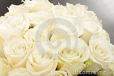 Cream Roses Royalty Free Stock Photo - Image: 17034915