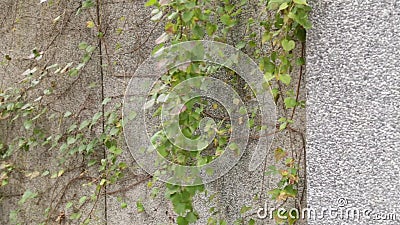 A Creeper Vine on a Wall with Some Dangling Vines Blowing in the Wind ...