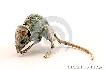 A Creepy Dead Mouse 2 Royalty Free Stock Images - Image: 2108279