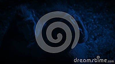 Long Faced Monkeys in the Moonlight Stock Video - Video of group, chimp ...