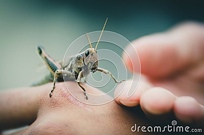 Cricket Insect Royalty Free Stock Photography - Image: 22769887